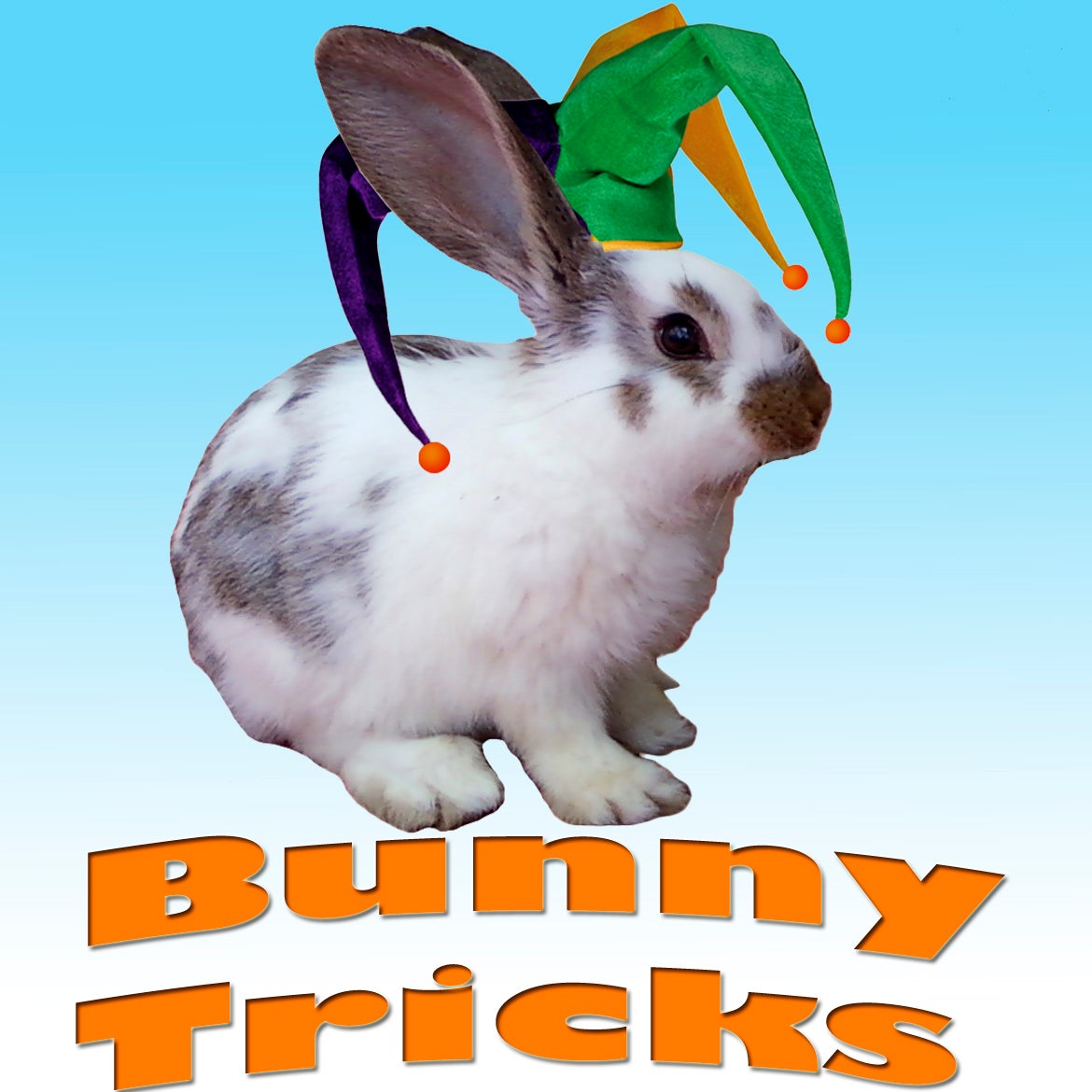 How To Teach Your Bunny Simple Tricks 3 Steps with Pictures how-to-teach-your-bunny-simple-tricks-3-steps-with-pictures